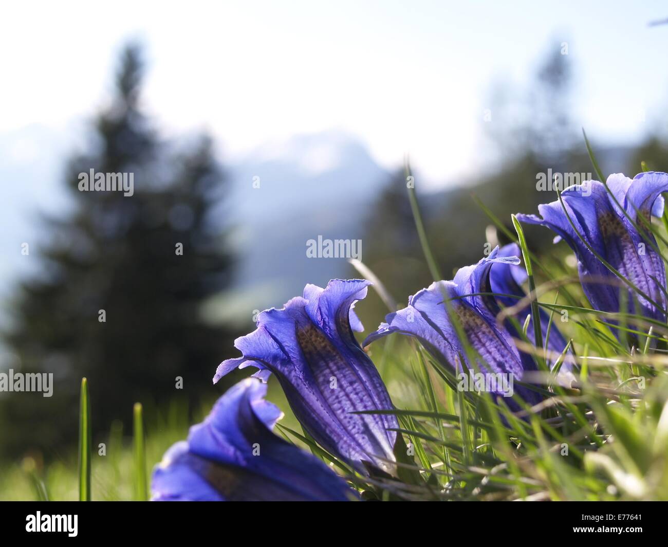gentian blue alpine flower alpine flower flora Stock Photo - Alamy