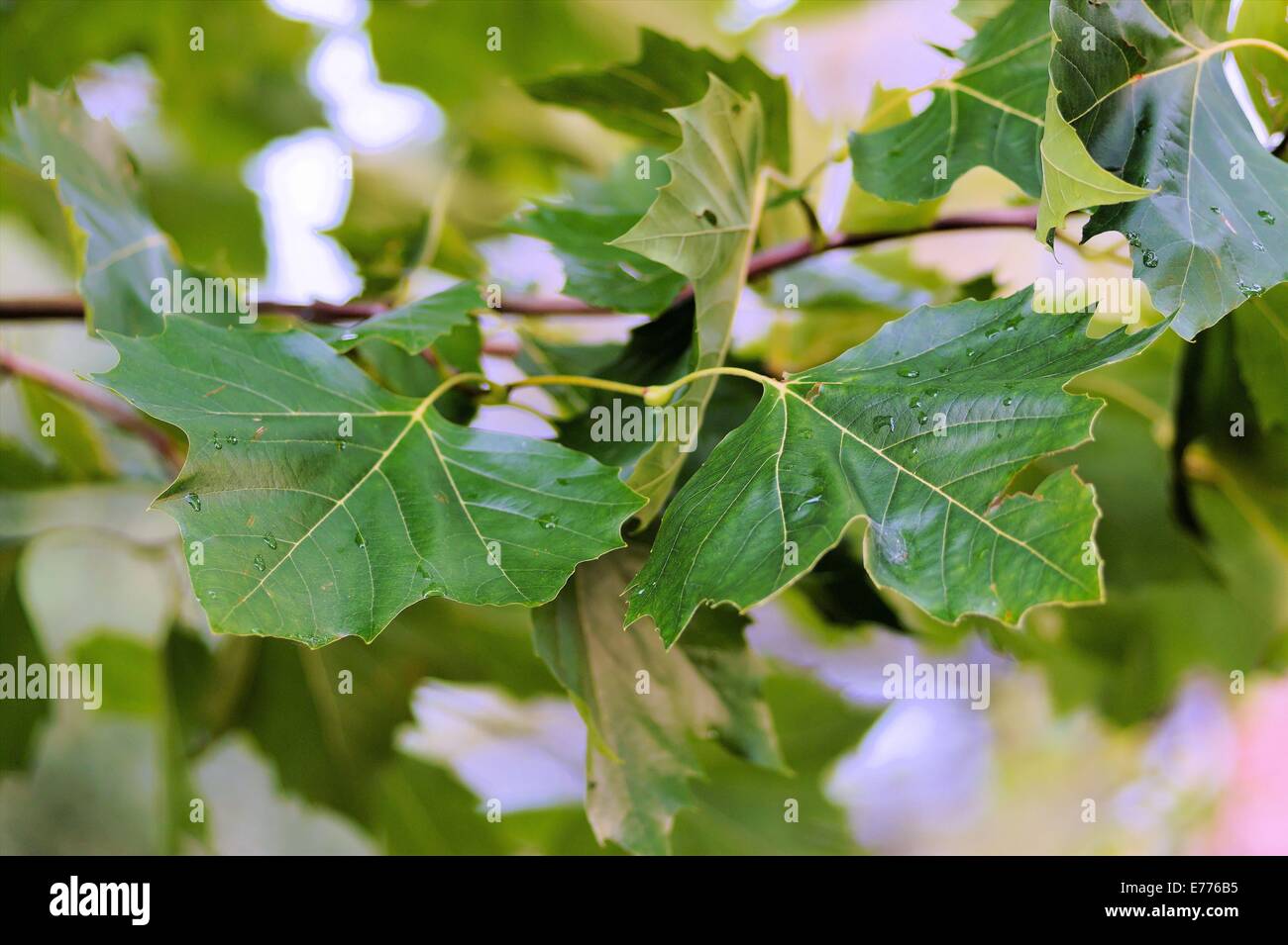 Canopy of tree branches hi-res stock photography and images - Alamy
