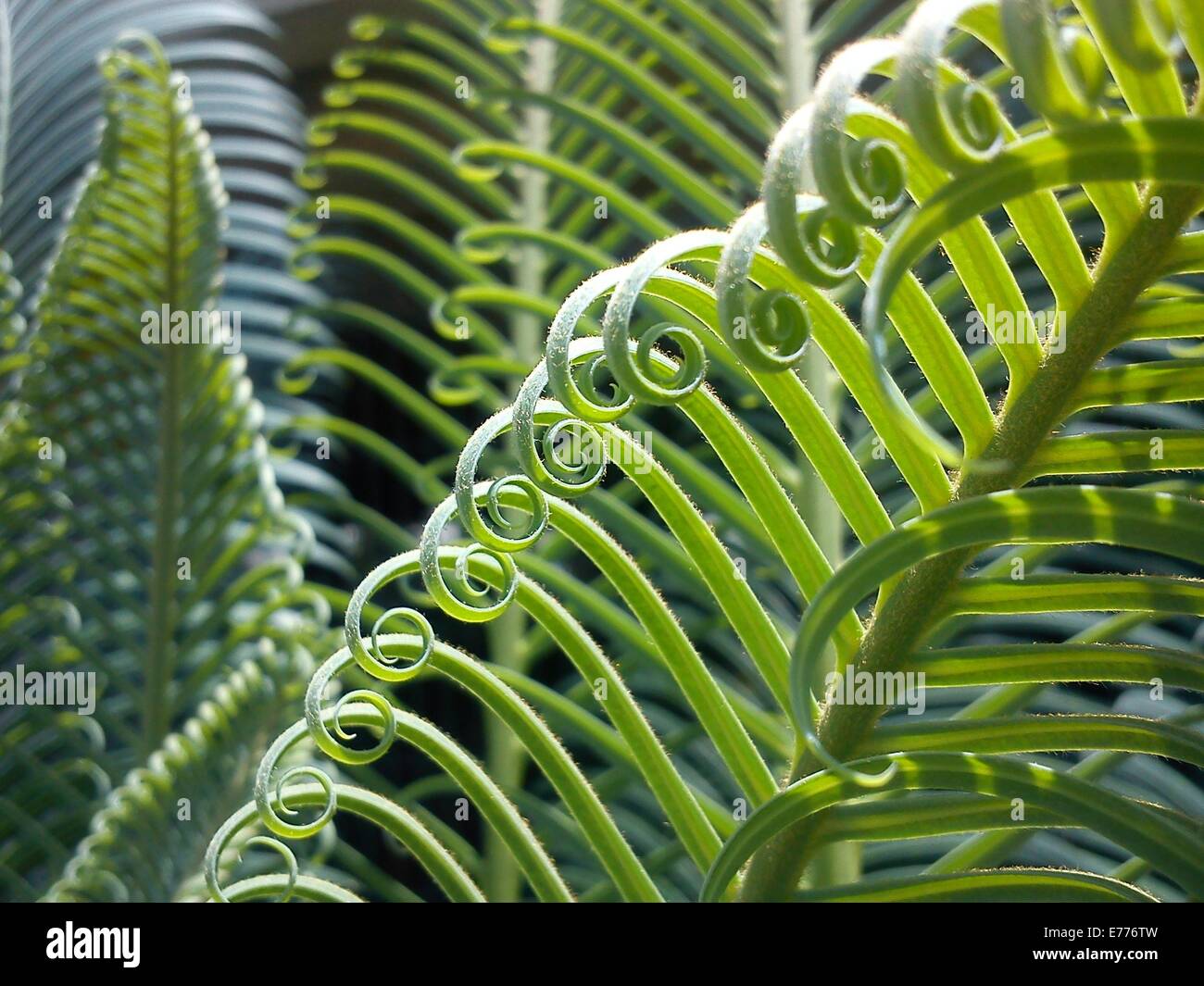 The palma plant, known for its long, green leaves, is part of the ...