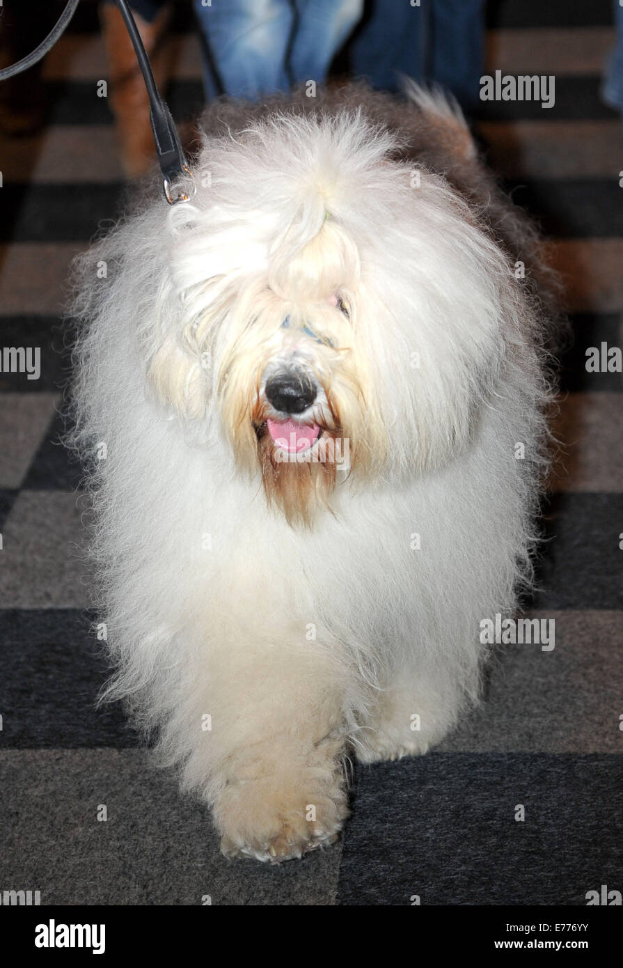 Crufts held at the National Exhibition Centre (NEC) - Day 1 Where ...