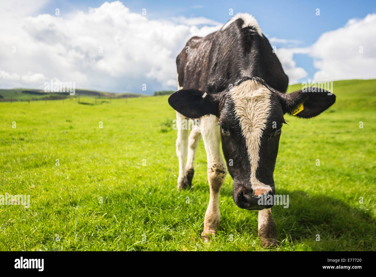 A curious single cow in a lush green field Stock Photo - Alamy