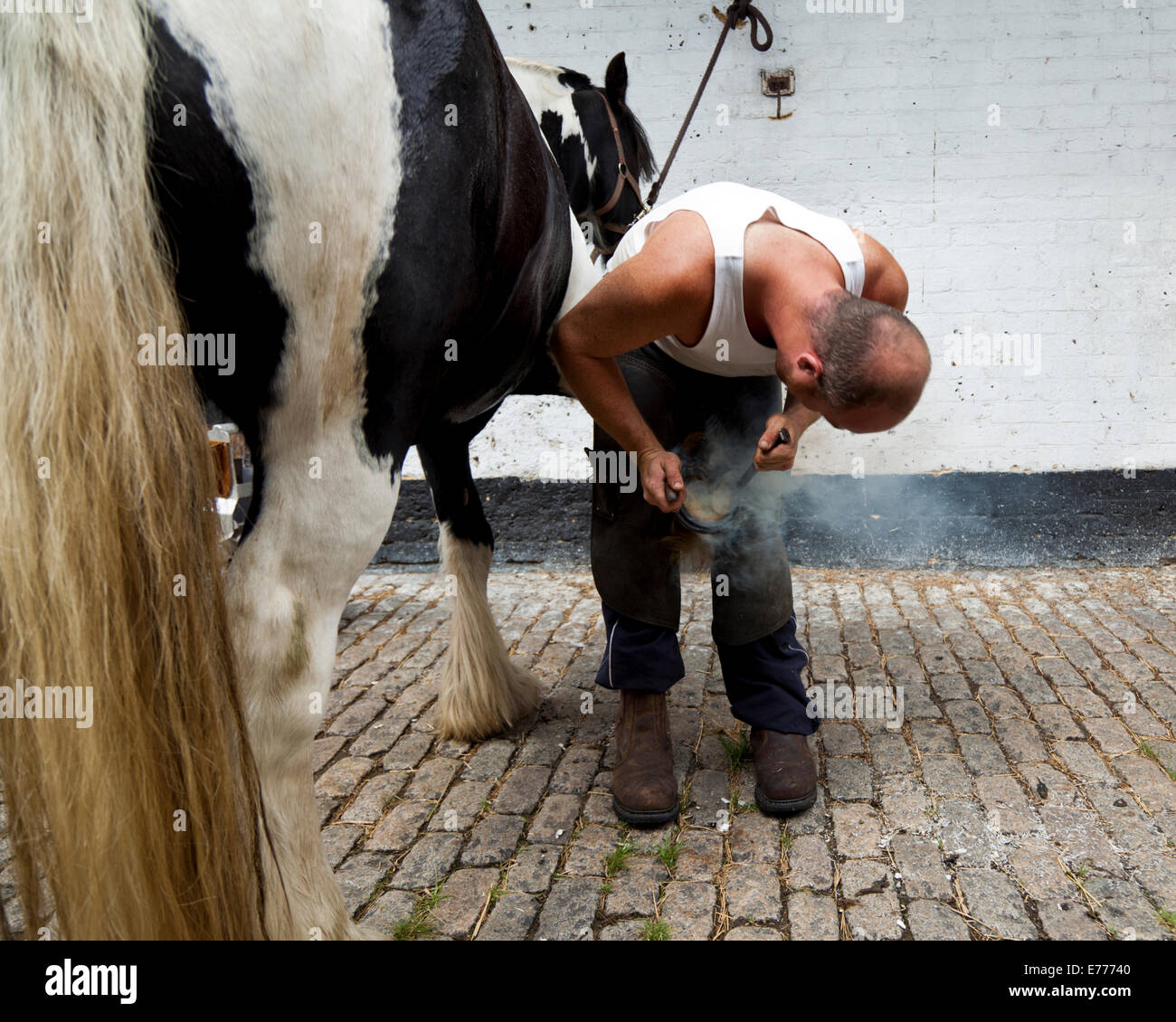 Shoeing horse horses hi-res stock photography and images - Alamy