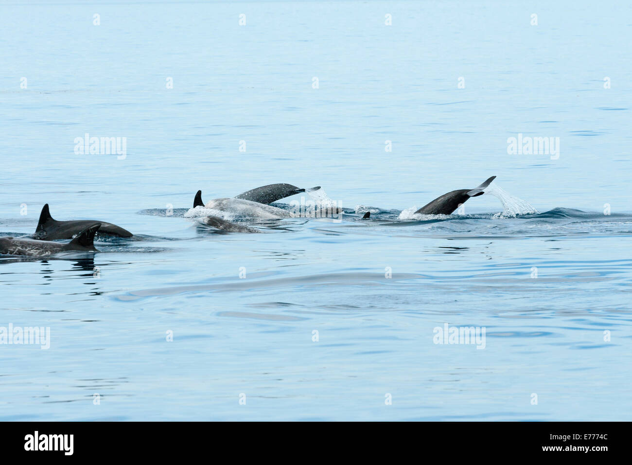 Short finned pilot whales (Globicephala macrorhynchus), Indonesia Stock ...