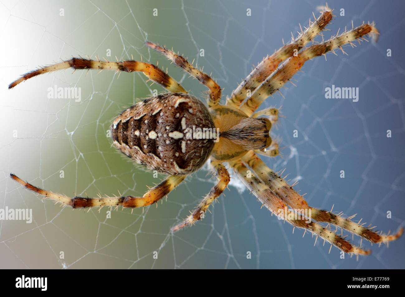 Bug legs hi-res stock photography and images - Alamy