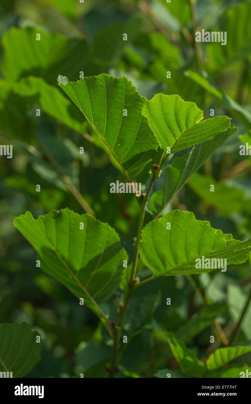 Close-up of Alder / Alnus glutinosa shrub / tree leaves. Usually grows ...