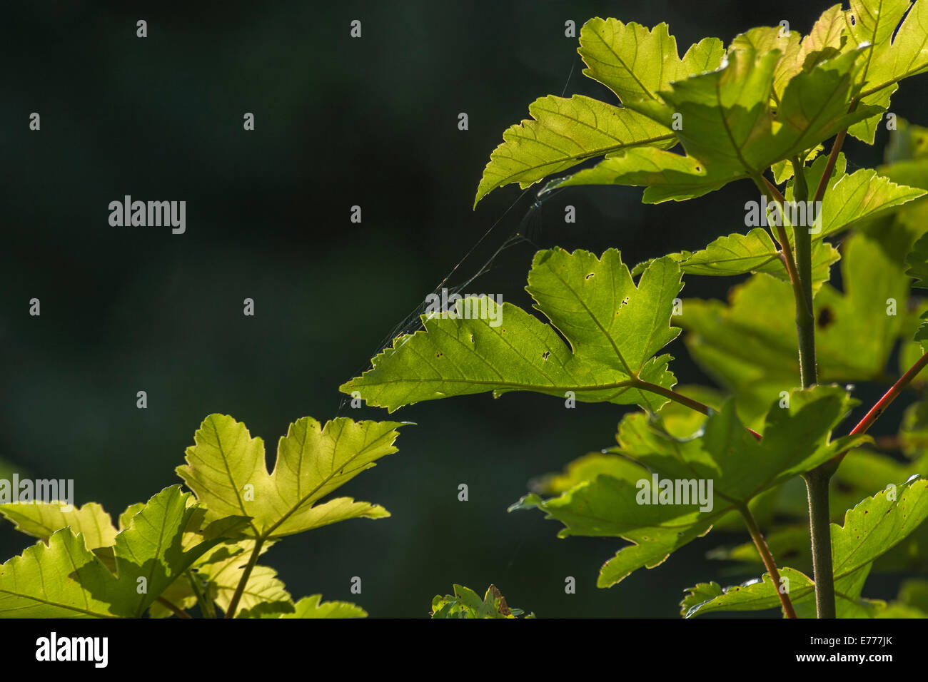 Close-up of young leaves of Sycamore / Acer pseudoplatanus. Sycamore is ...