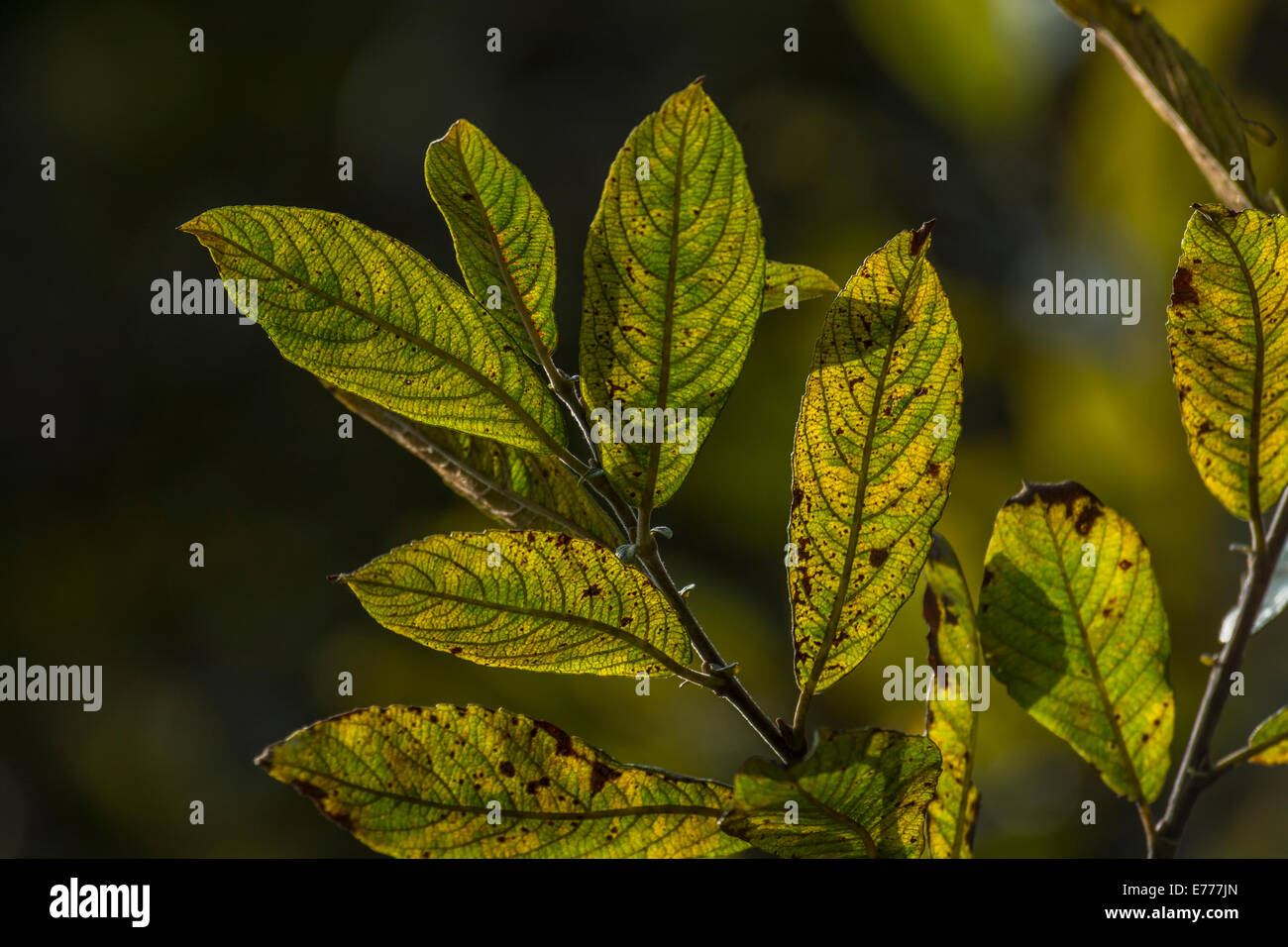Grey willow hi-res stock photography and images - Alamy
