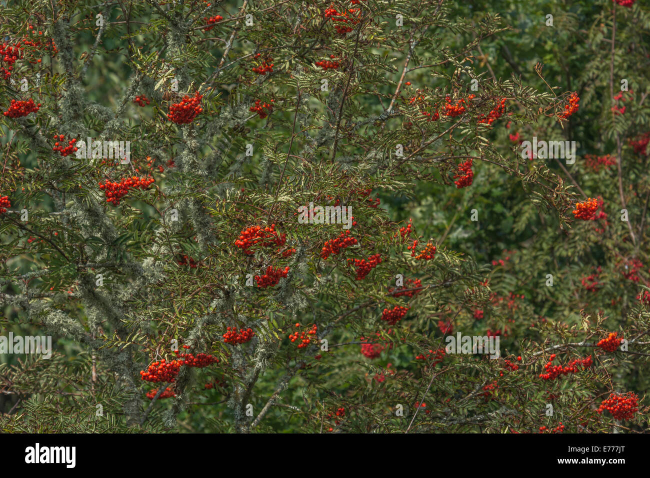 Rowan arbre sorbus aucuparia hi-res stock photography and images - Alamy