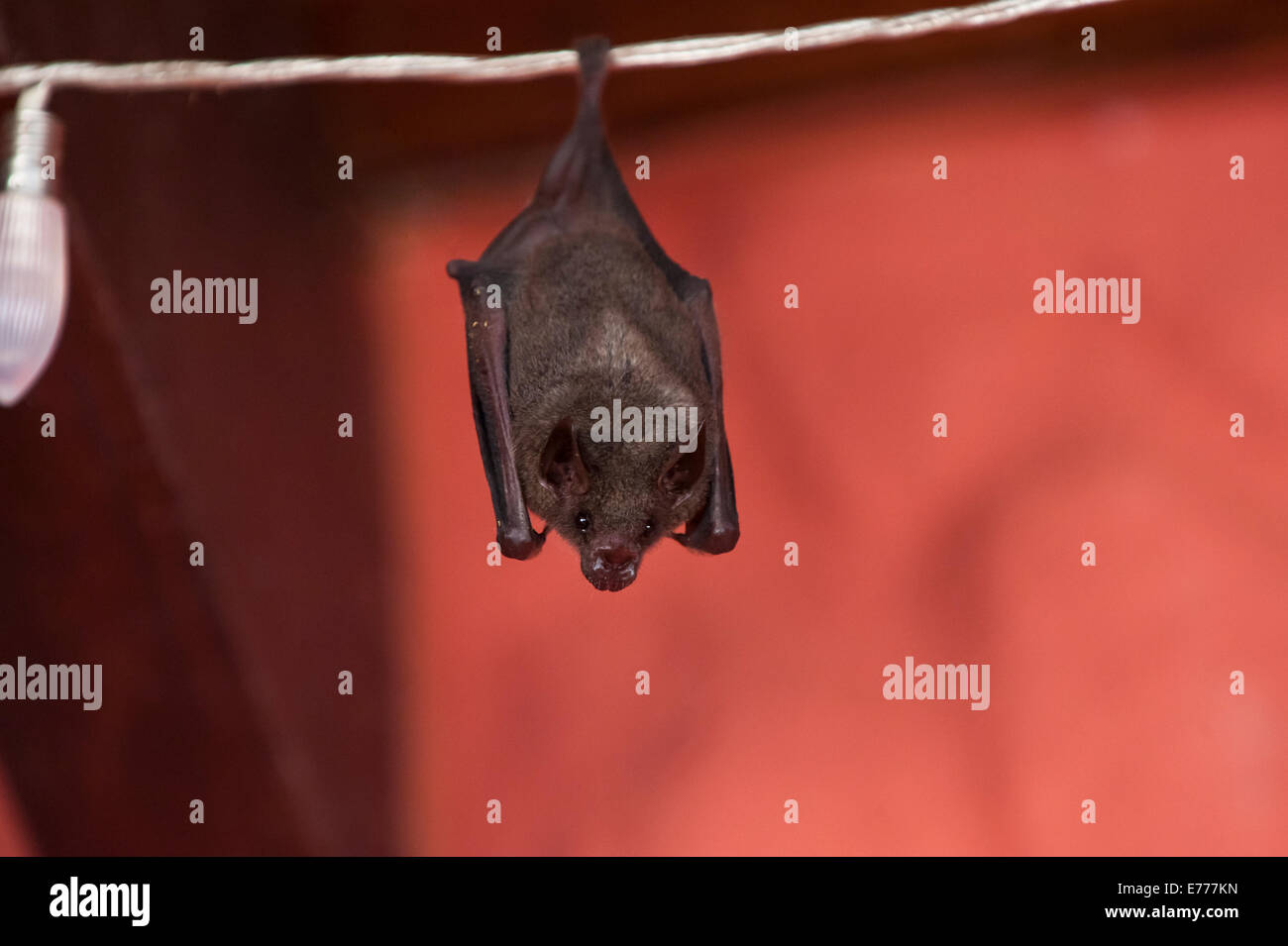 Small bat hi-res stock photography and images - Alamy