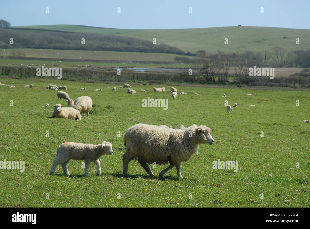 Following sheep hi-res stock photography and images - Alamy