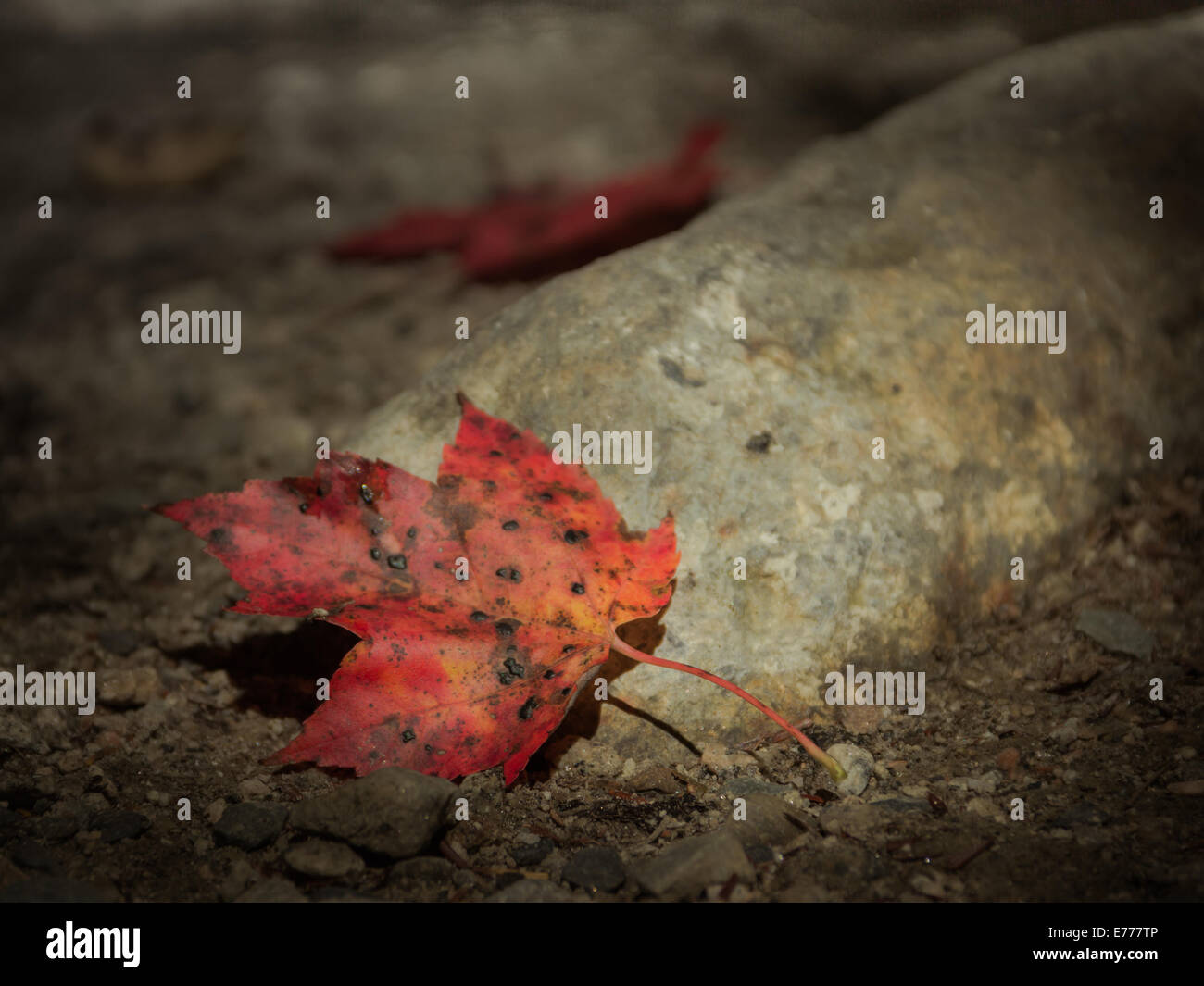 New red maple leaf hi-res stock photography and images - Alamy