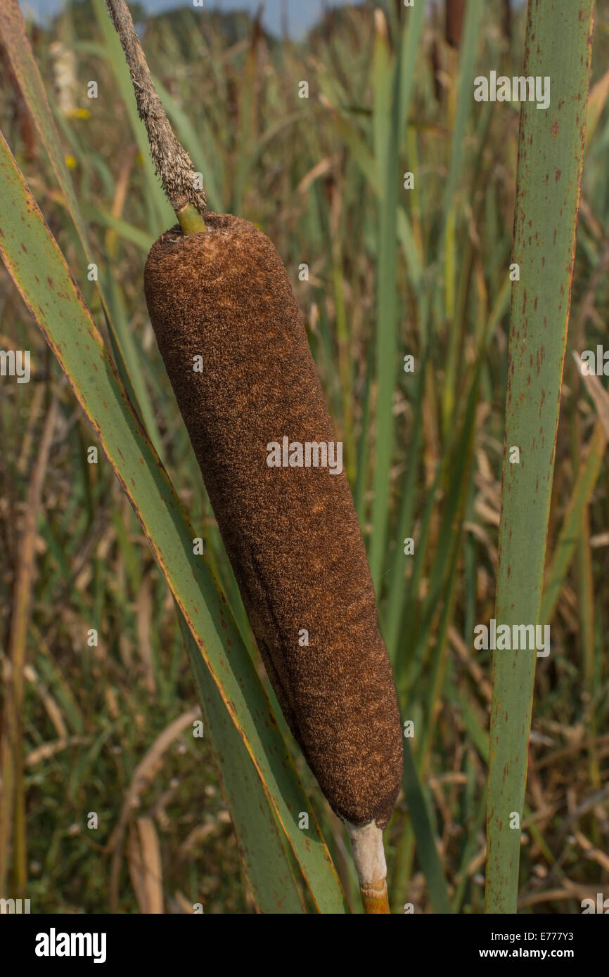 Reedmace bulrush hi-res stock photography and images - Alamy
