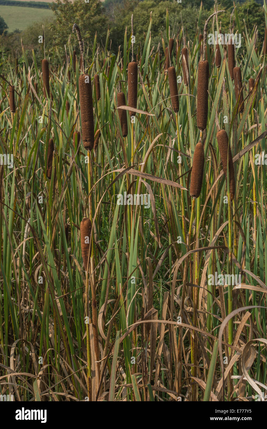 Typha Latifolia Reed Bed High Resolution Stock Photography and Images ...