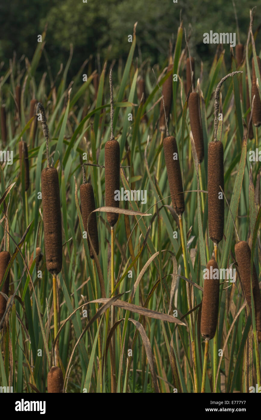 Cat's-tail /Greater Reedmace / Bulrush - Typha latifolia - bed beside ...