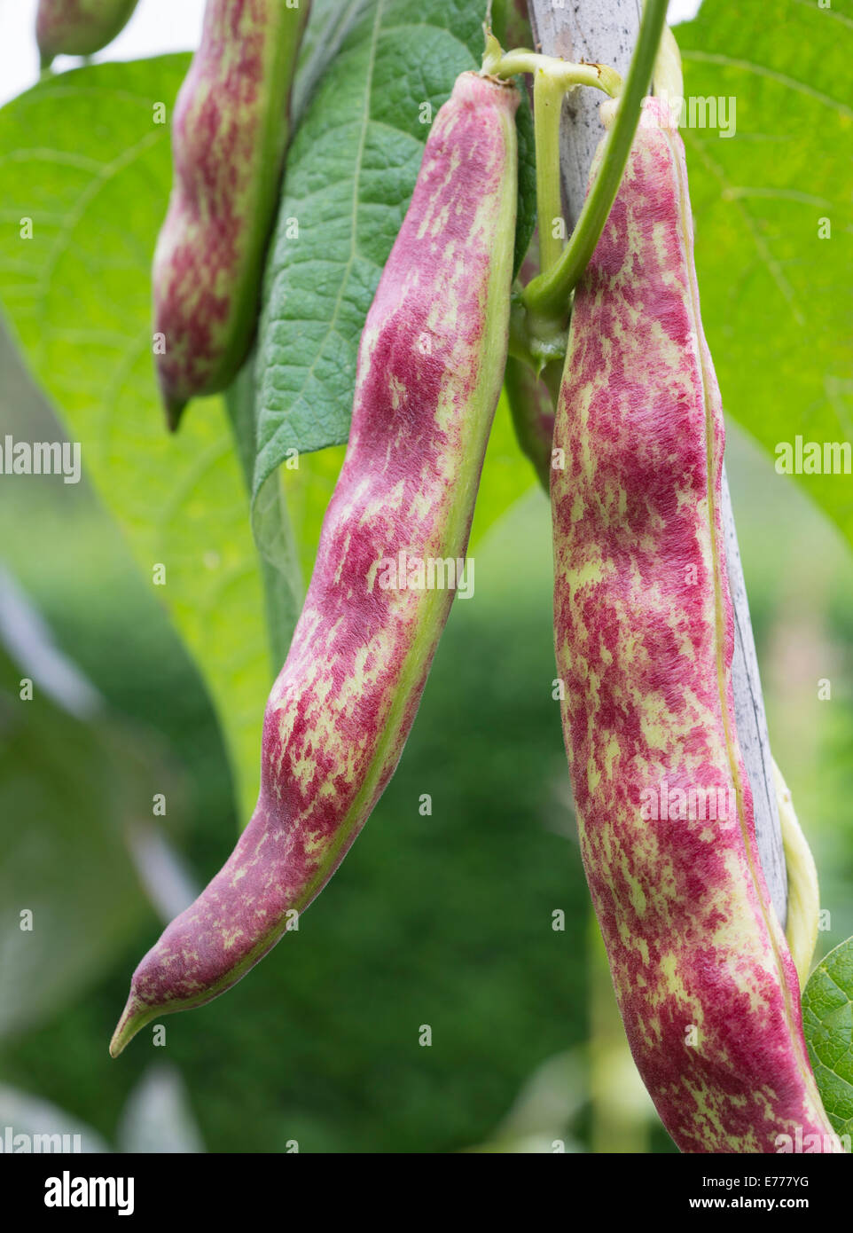 Borlotti beans grow hi-res stock photography and images - Alamy