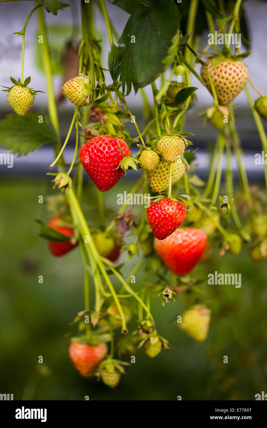 Fruit farm scotland hi-res stock photography and images - Alamy