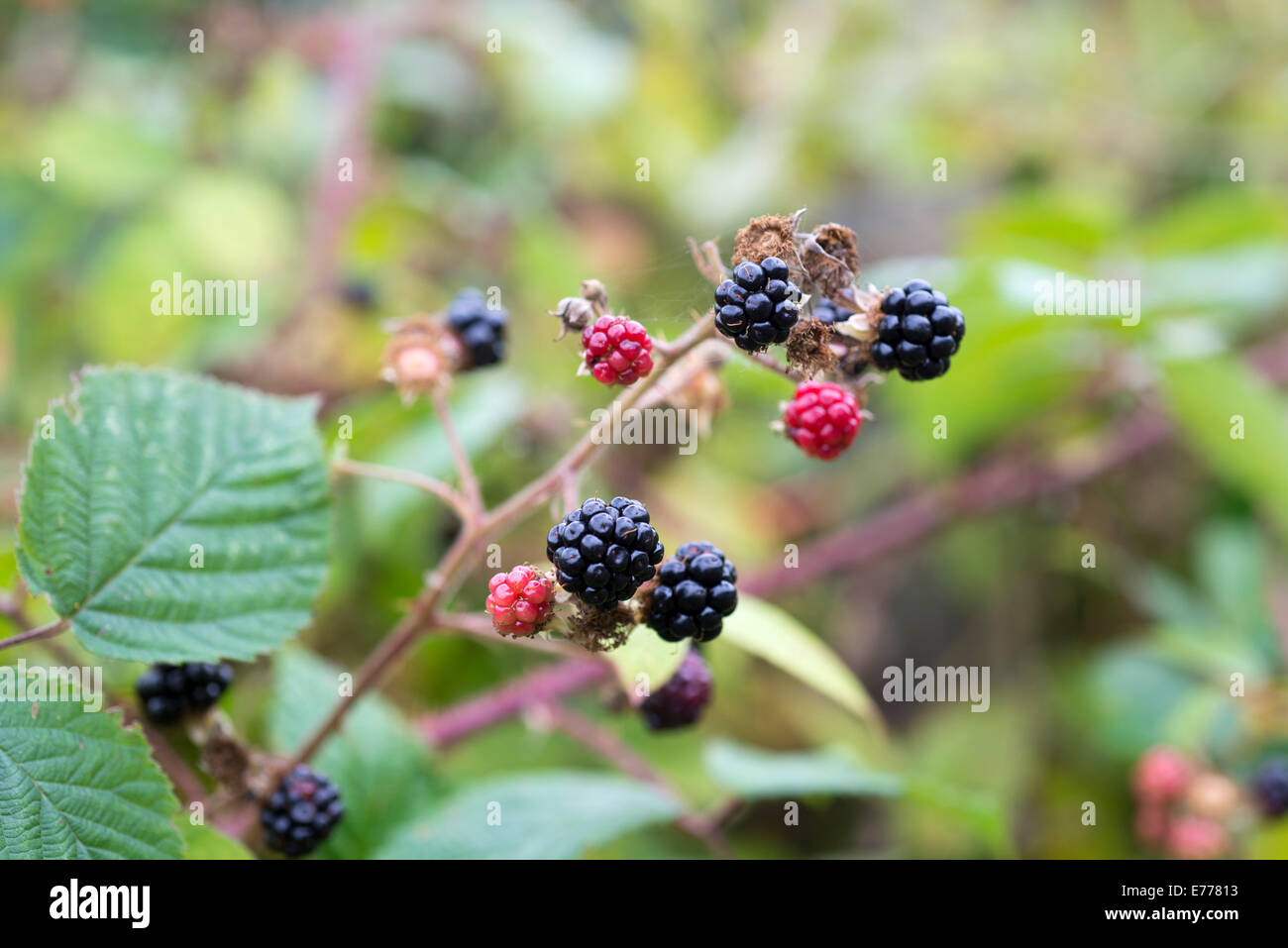 Blackberries ripening on a bramble. UK Stock Photo - Alamy