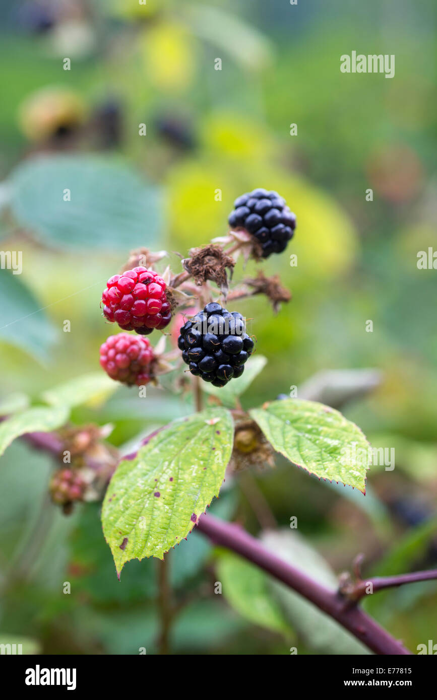 Blackberry brambles hi-res stock photography and images - Alamy