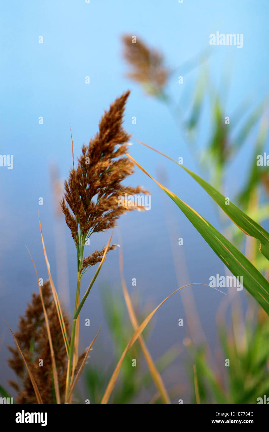 Bulrushes in water hi-res stock photography and images - Alamy