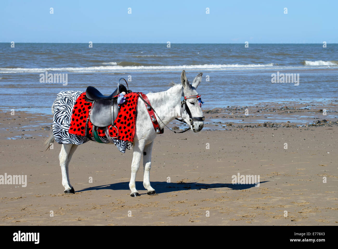 Donkey waiting for customers for traditional donkey rides on Blackpool ...