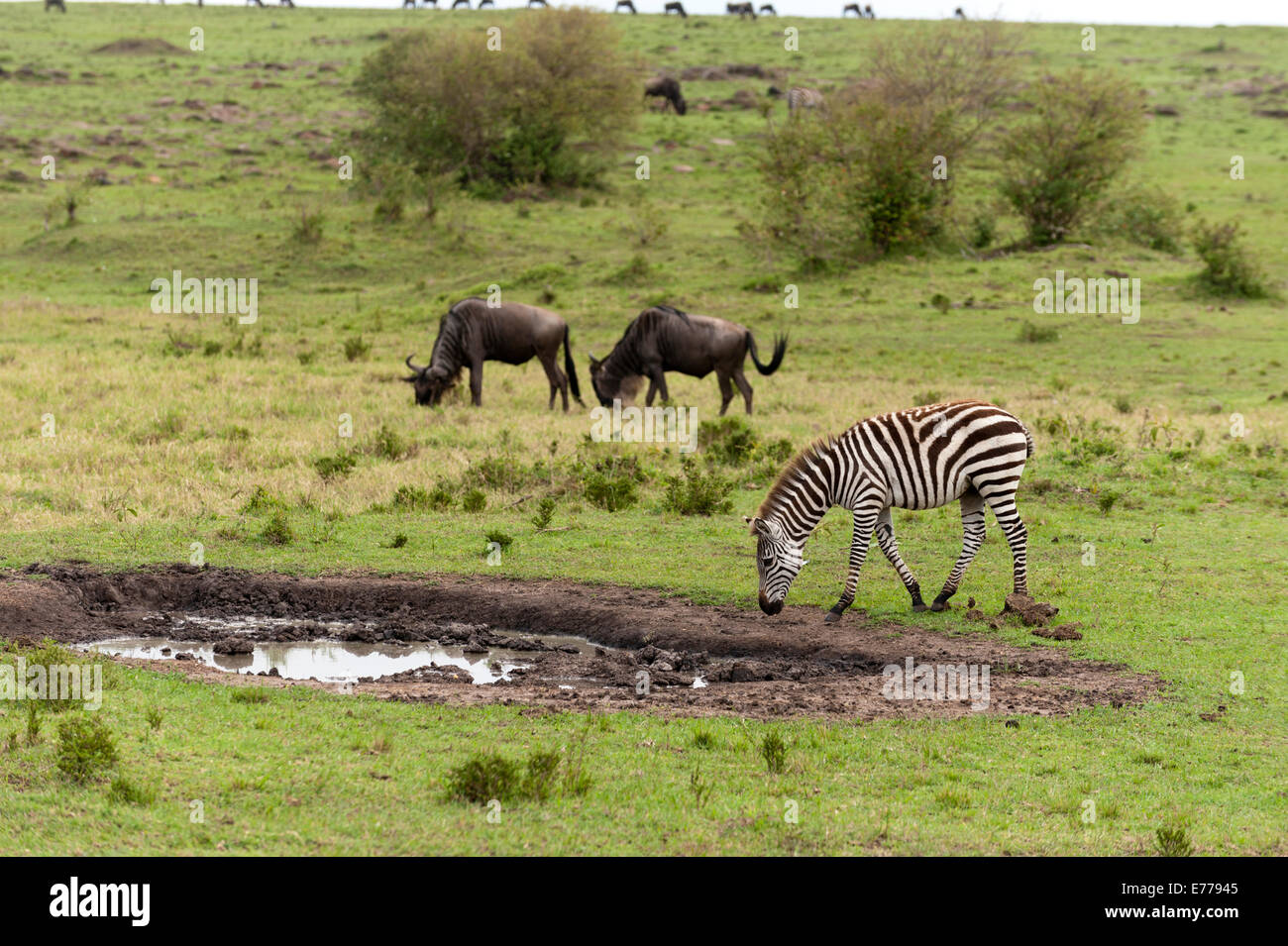 Common Zebra (Equus quagga), Maasai Mara, Kenya Stock Photo - Alamy