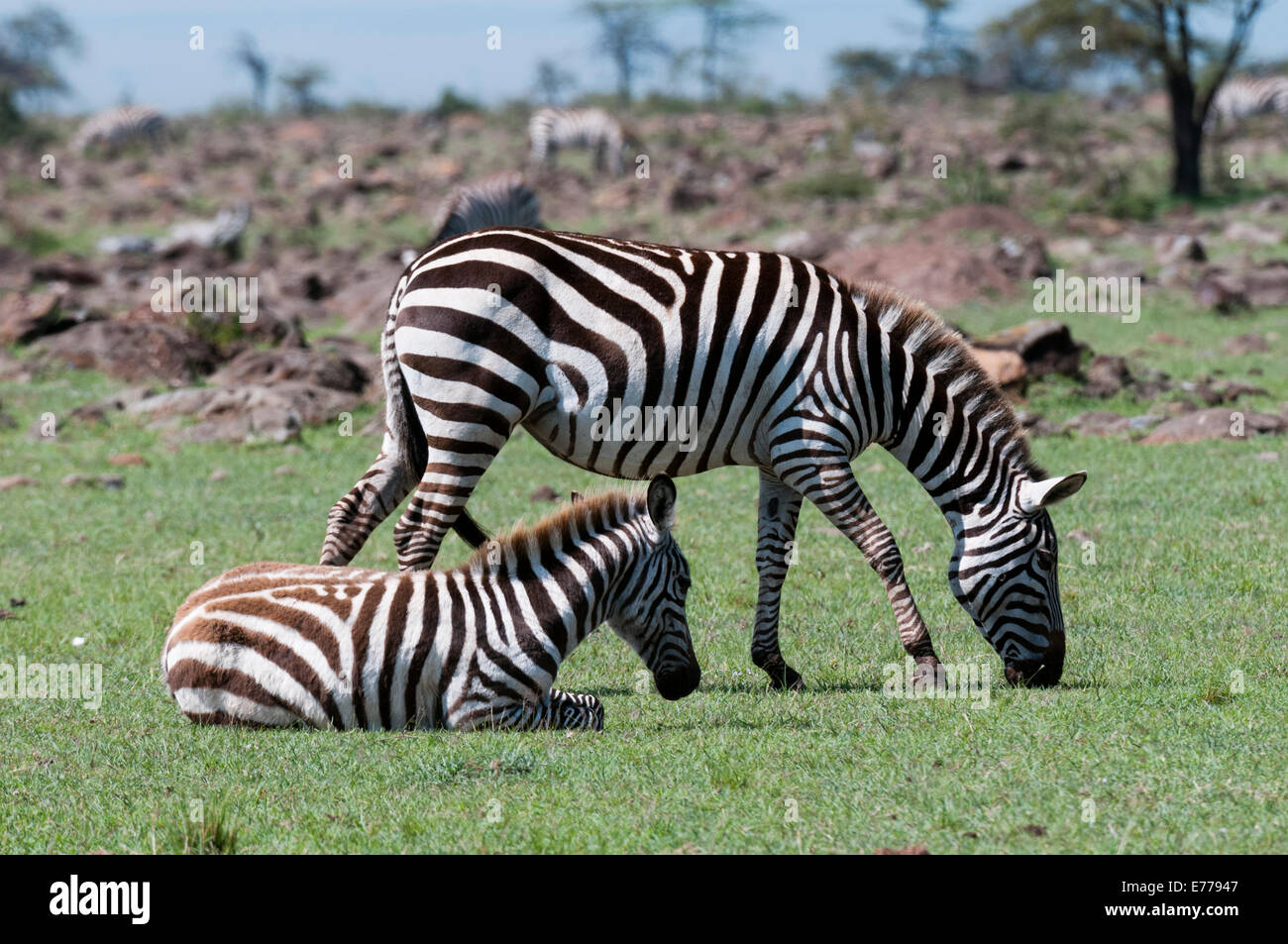 Common Zebra (Equus quagga), Maasai Mara, Kenya Stock Photo - Alamy