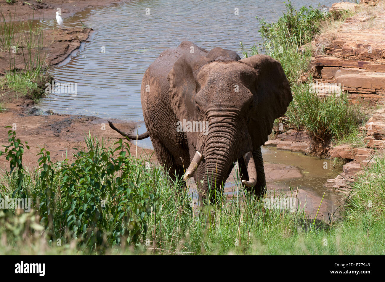 Elephant (Loxodonta africana), Tsavo East National Park, Kenya Stock ...