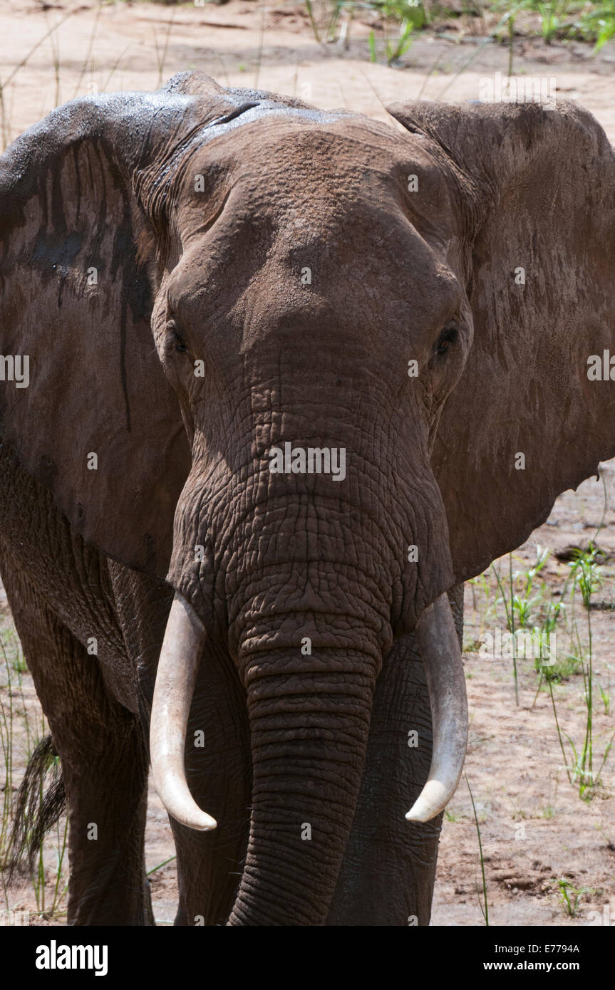 Elephant (Loxodonta africana), Tsavo East National Park, Kenya Stock ...