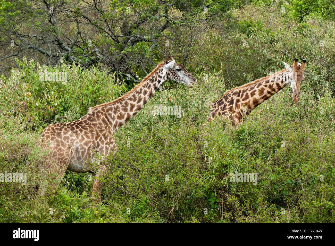Giraffe (Giraffa camelopardalis), Maasai Mara, Kenya Stock Photo - Alamy