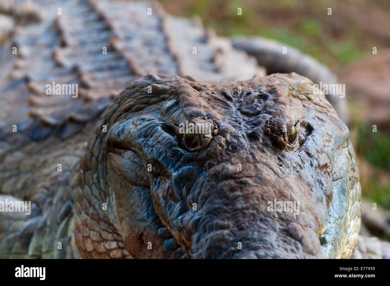 Nile Crocodile (Crocodylus niloticus), Tsavo East National Park, Kenya ...