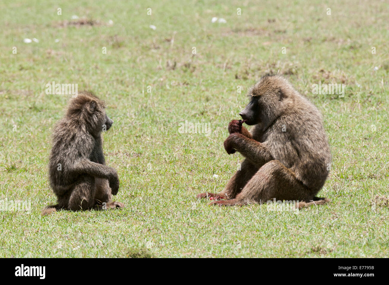 Olive Baboon (Papio anubis), Maasai Mara, Kenya Stock Photo - Alamy