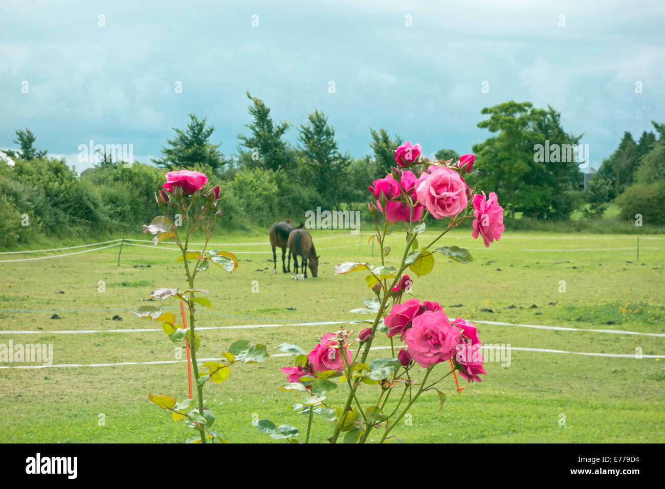 Horses and roses Stock Photo - Alamy