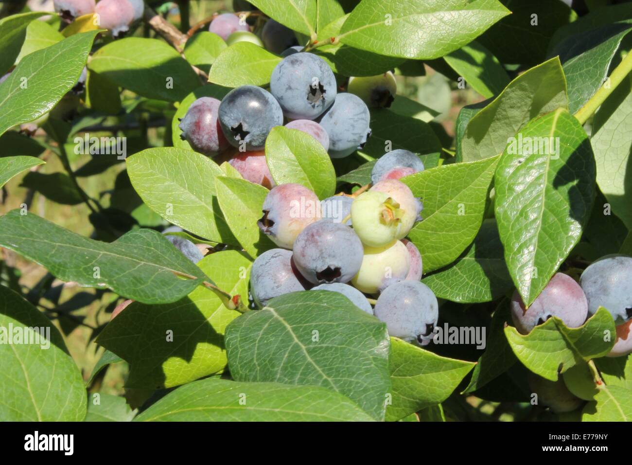 Blueberries grow hi-res stock photography and images - Alamy