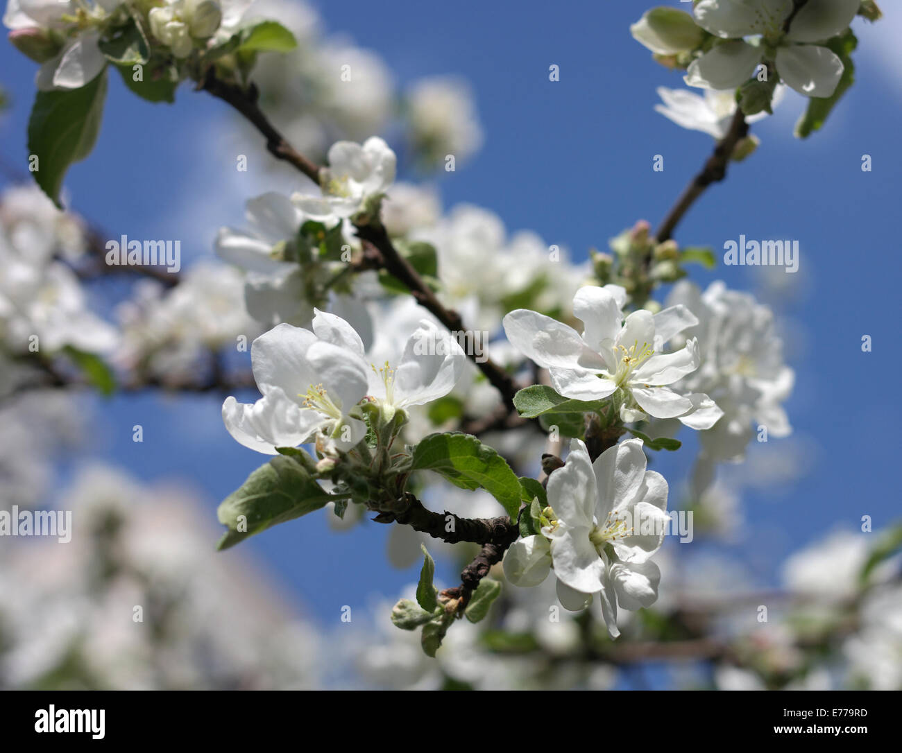 Apple flower hi-res stock photography and images - Alamy