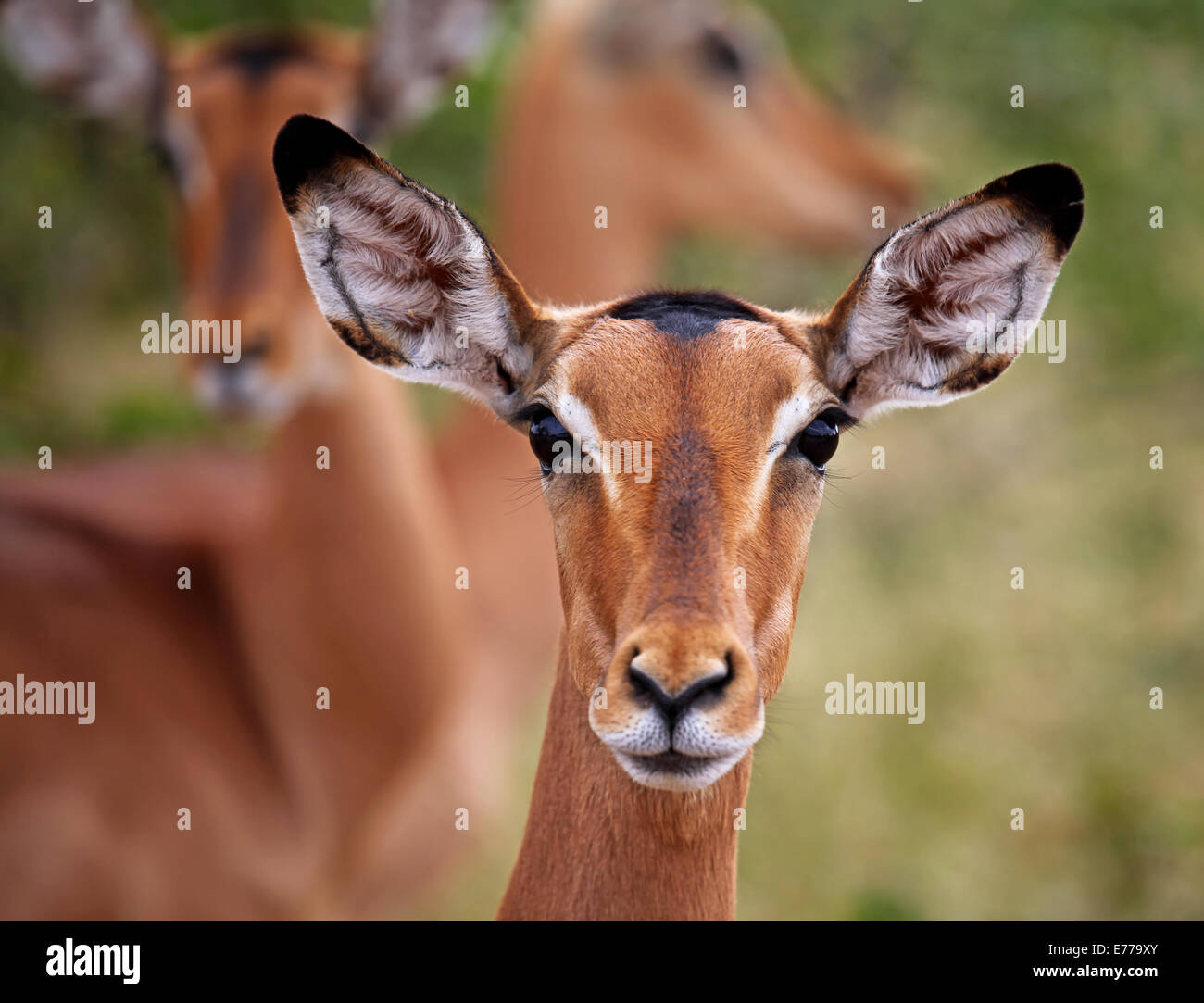 Impala in Mapungubwe National Park, South Africa, Aepyceros melampus ...
