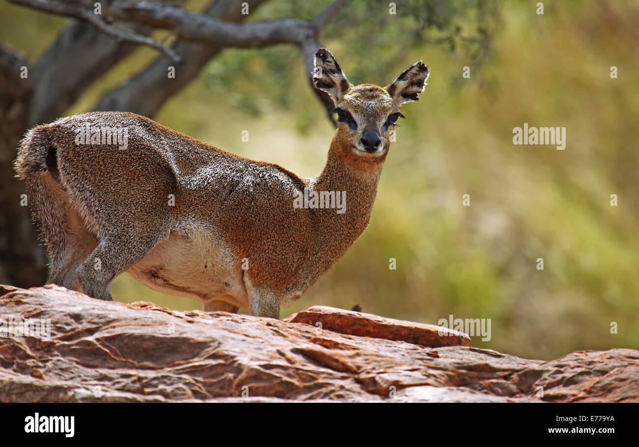 Klipspringer Wildlife High Resolution Stock Photography and Images - Alamy