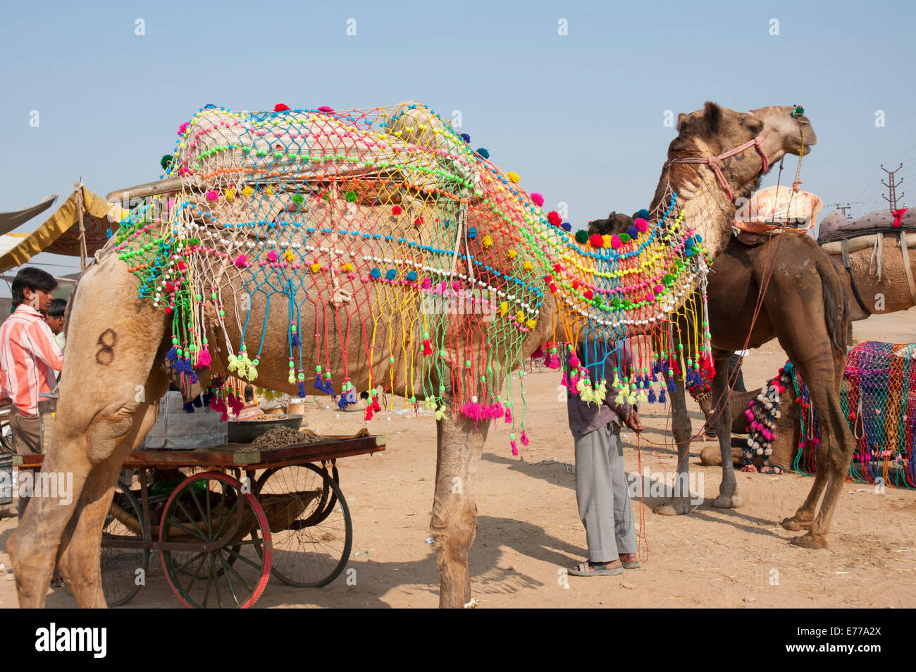 99+ most beautiful images in Pushkar Camel Fair in India