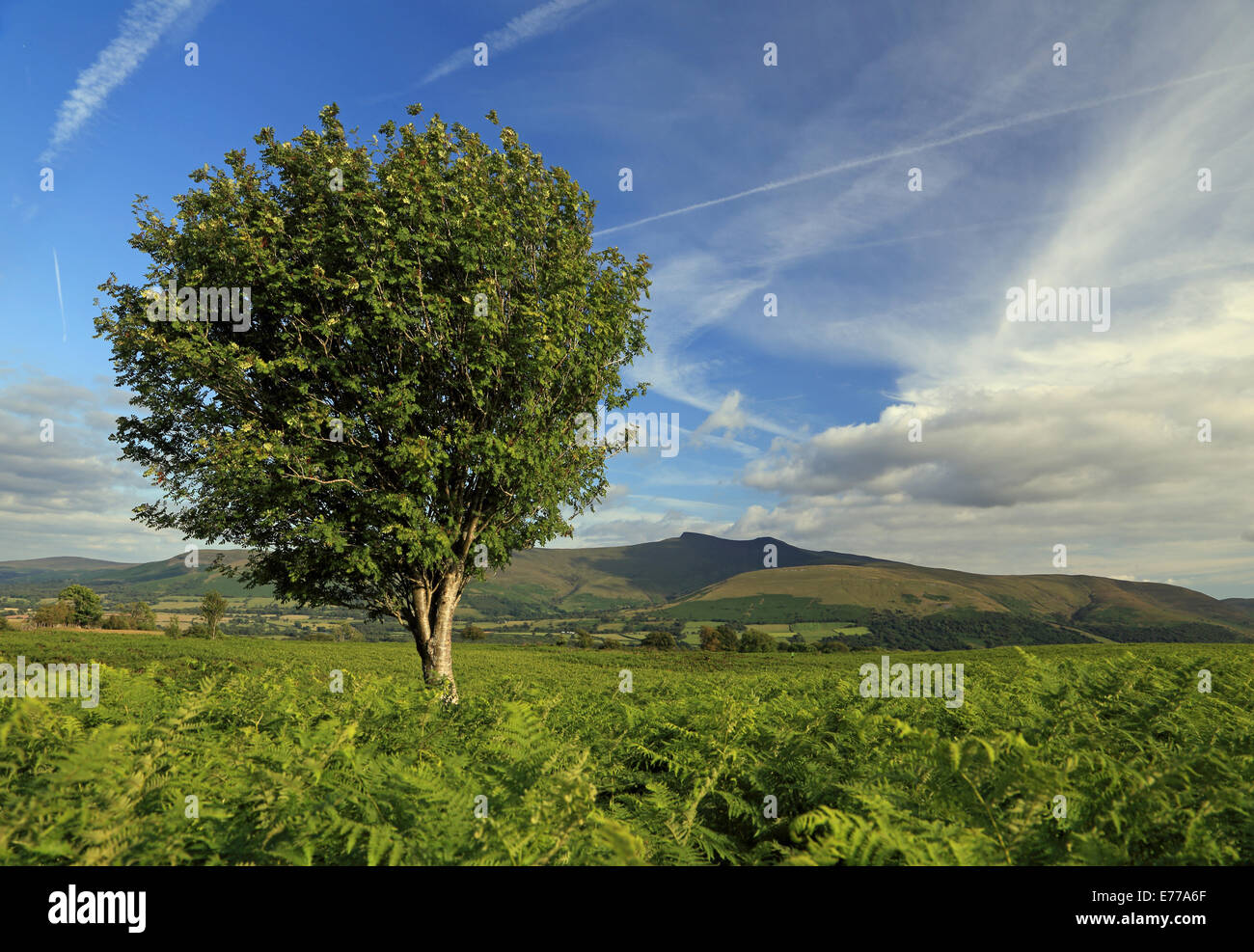 Verdant scenery hi-res stock photography and images - Alamy