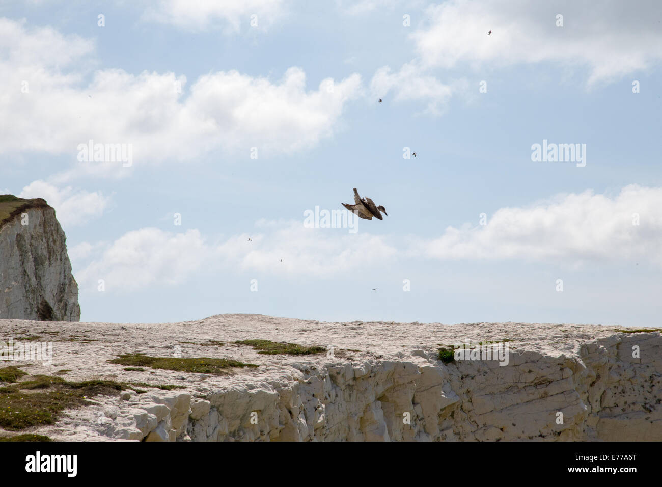 English seagulls hi-res stock photography and images - Alamy
