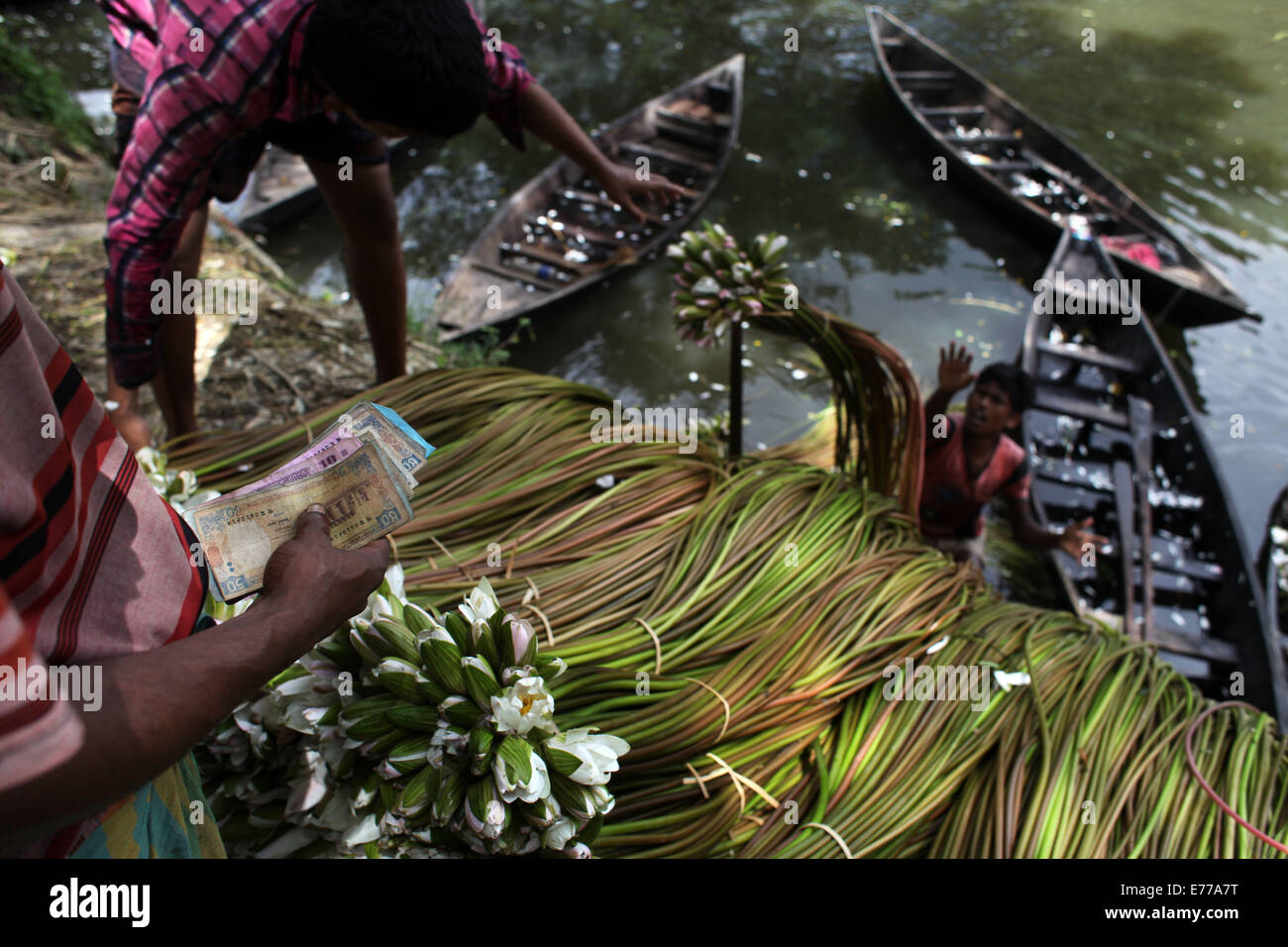 Dhaka, Bangladesh. 8th Sep, 2014. whole saller purchasing water lily to ...
