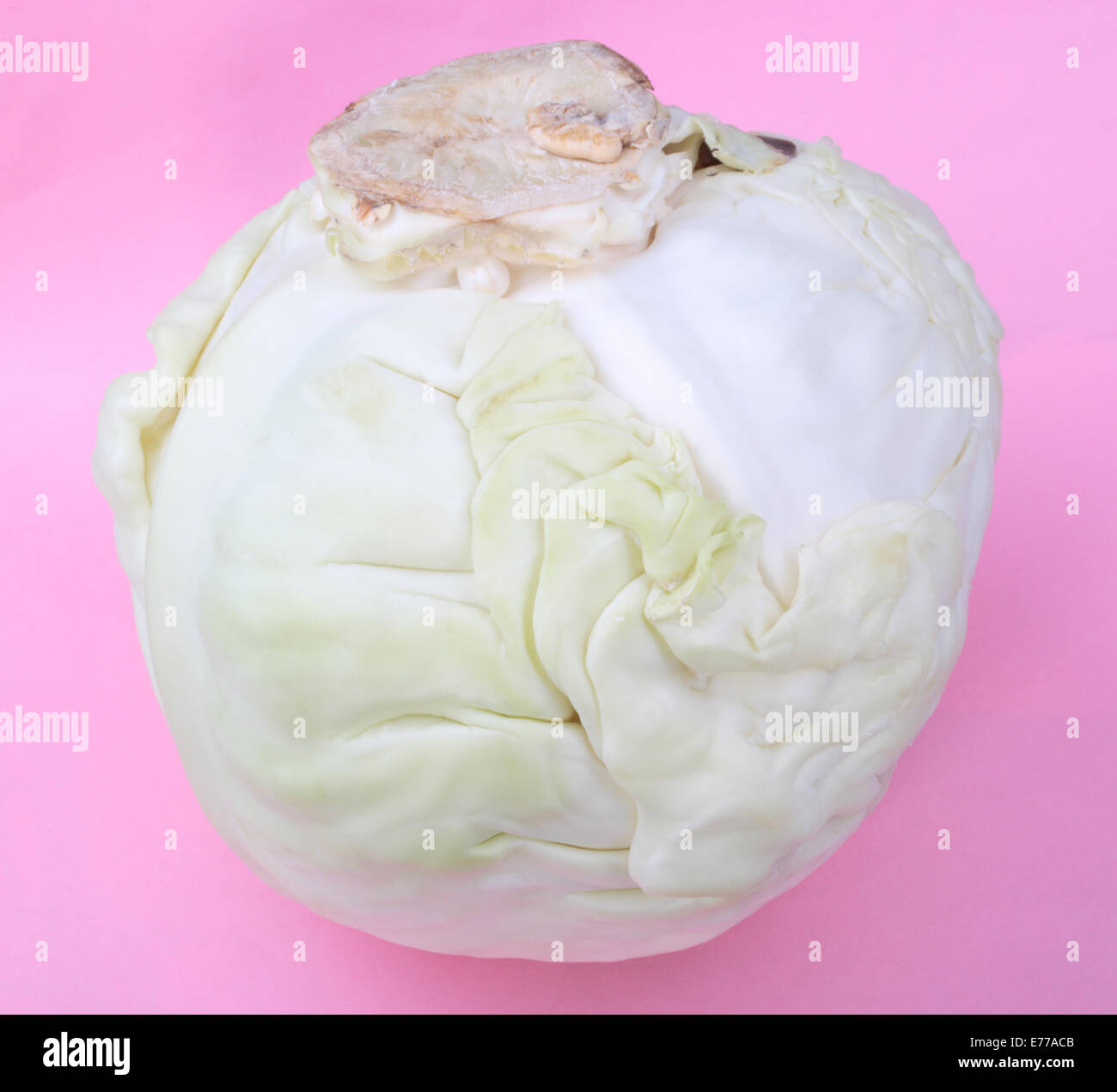 Head of White Cabbage on Pink Background Stock Photo - Alamy