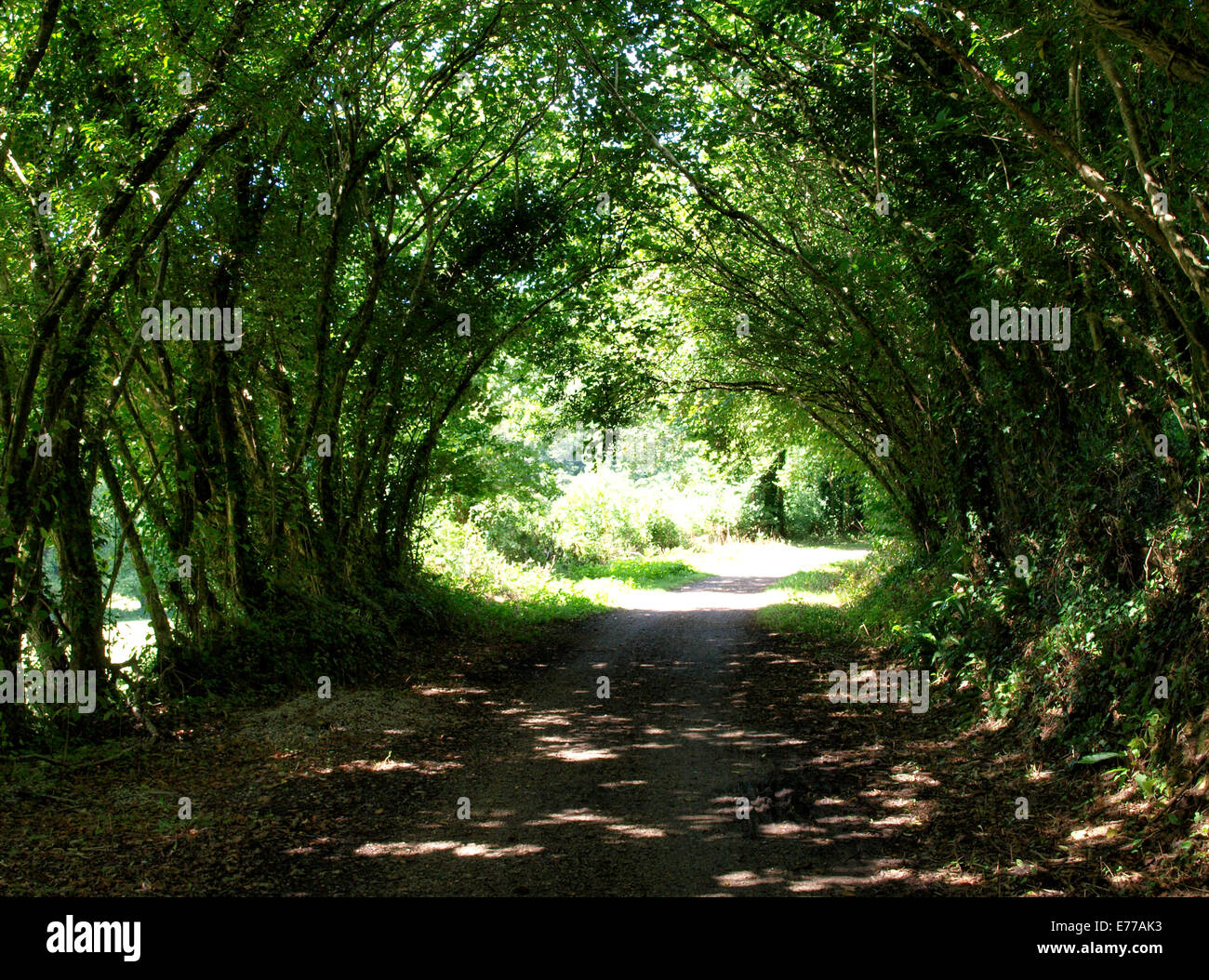 Archway of trees on the Camel Trail near Bodmin, Cornwall, UK Stock ...