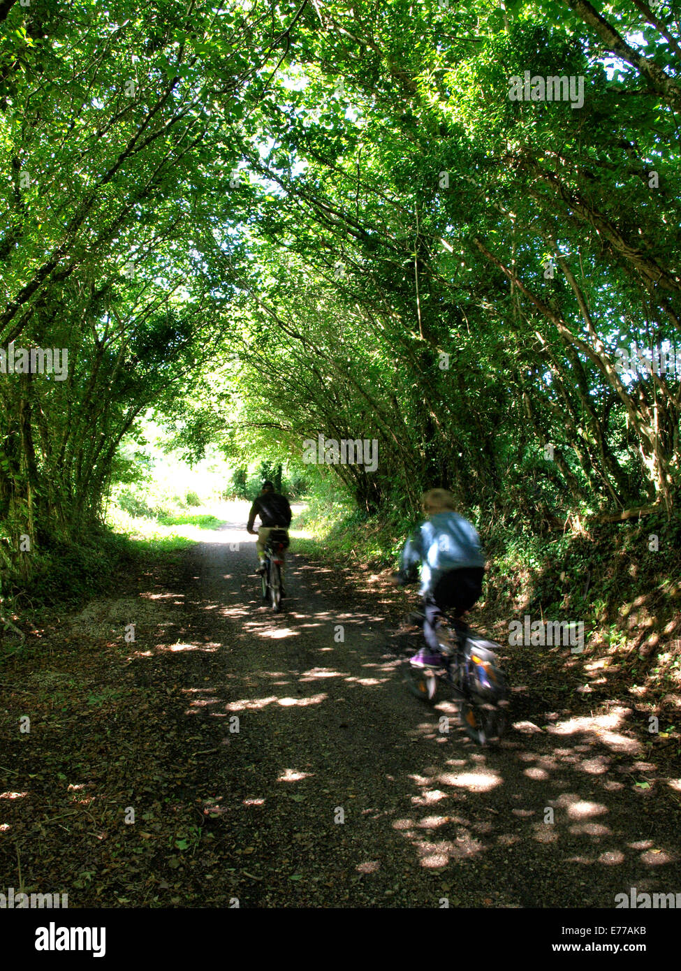 Cyclists going through an archway of trees on the Camel Trail near ...