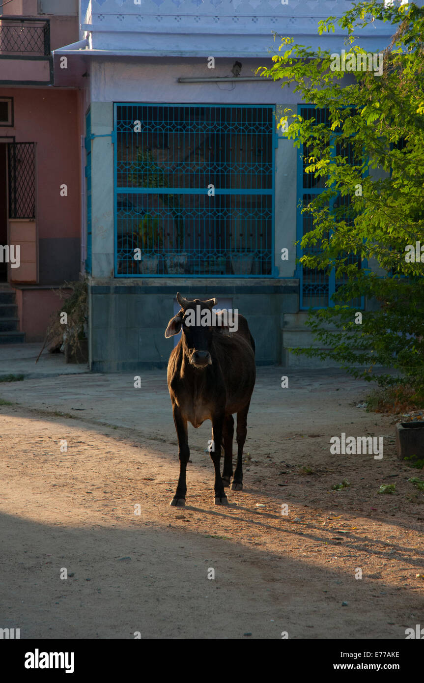 Cow wandering though the village, Jojawar, Rajasthan, India Stock Photo ...