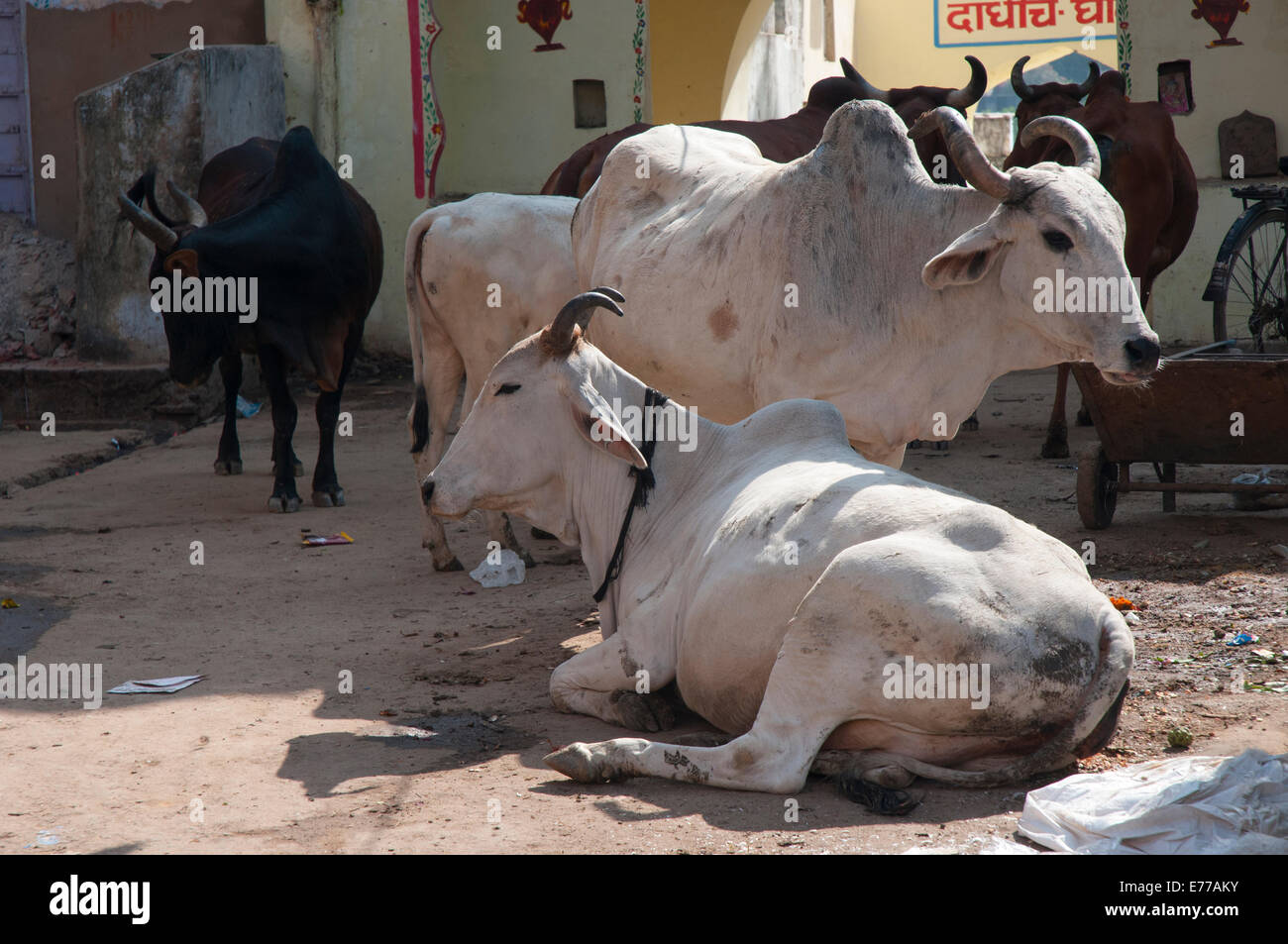 Cows, Pushkar, Rajasthan, India Stock Photo - Alamy