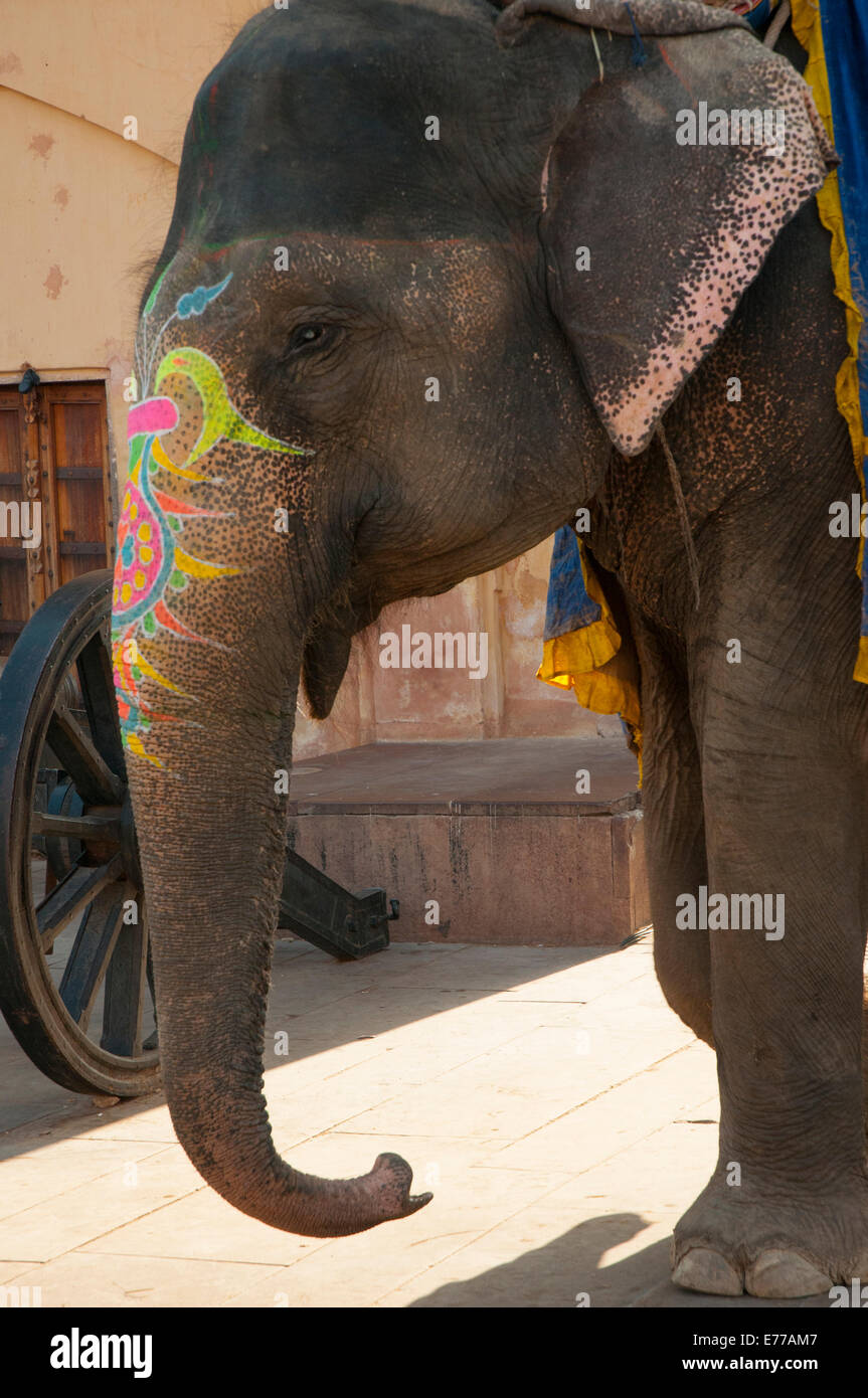 Decorated elephant, Amber Fort, Jaipur, Rajasthan, India Stock Photo ...