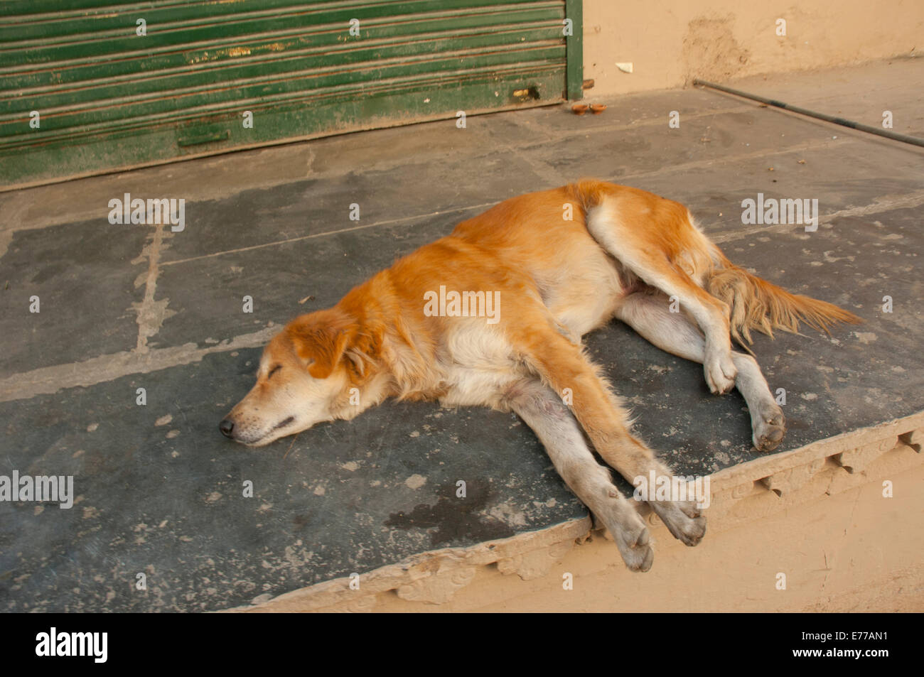 Dog sleeping in the shade, Udaipur, Rajasthan, India Stock Photo - Alamy