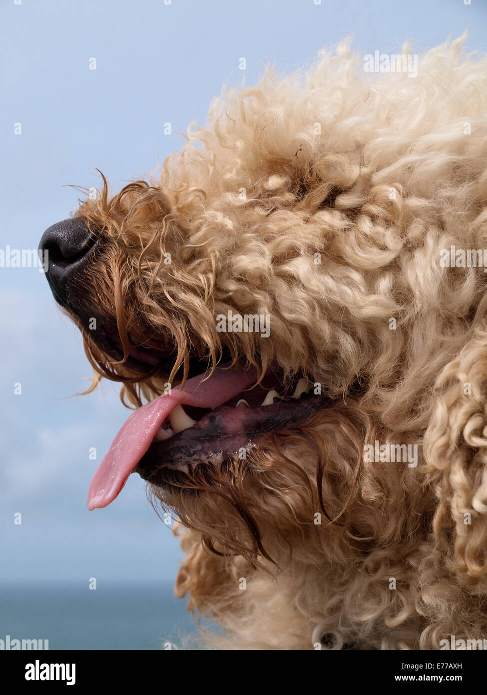 Labradoodle Side View High Resolution Stock Photography and Images - Alamy