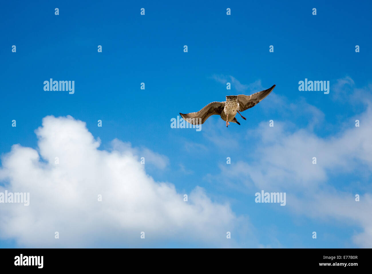 Young seagulls flying over the English Channel Stock Photo - Alamy