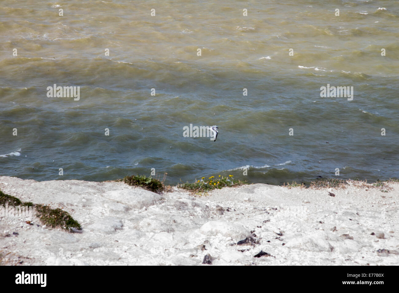 Young seagulls flying over the English Channel Stock Photo - Alamy